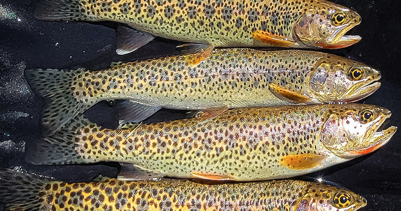 Photos: After devastating wildfires, watersheds surprisingly thick with ...