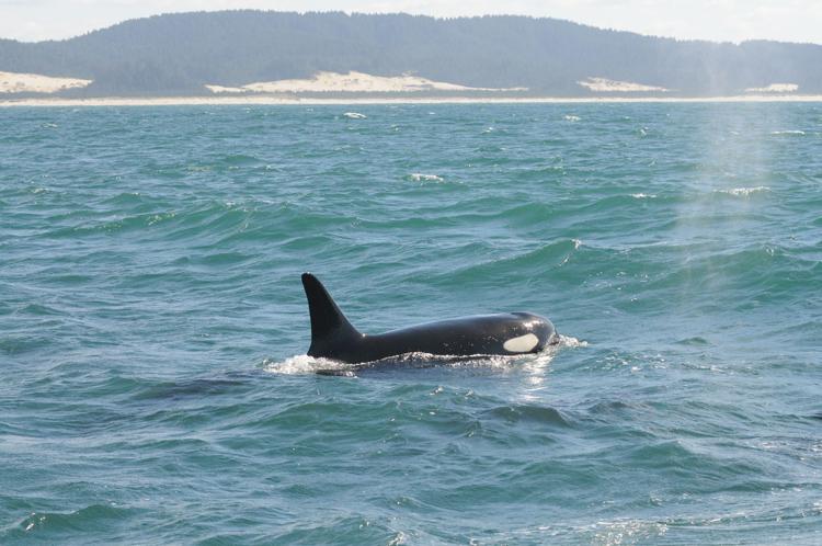 Researchers study public comments on orca conservation to aid future ...