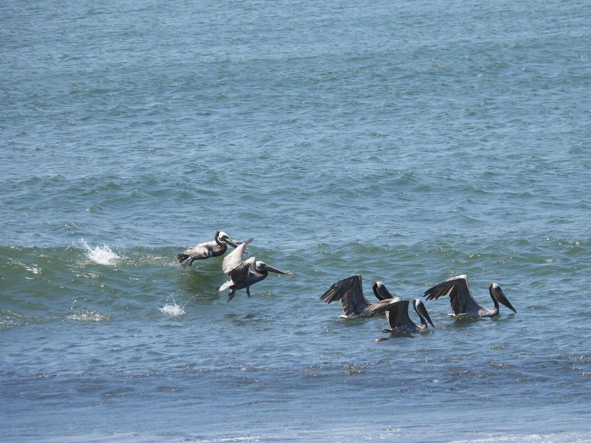do brown pelicans migrate