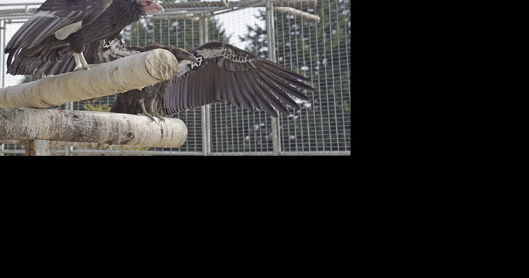 More condors released over the redwoods | News | currypilot.com