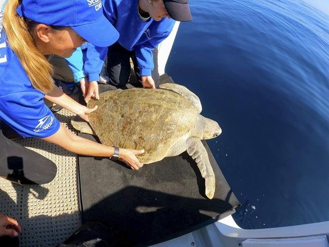 Photos / Return to the Sea: Stranded sea turtle found near Coos Bay ...