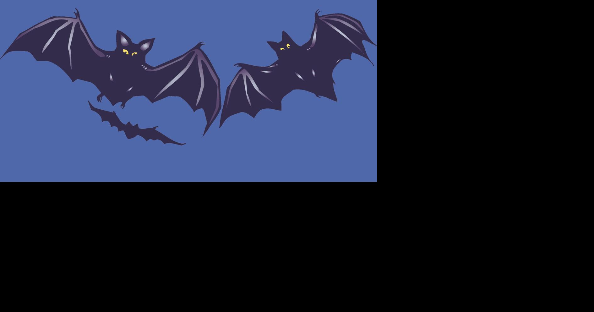 Bats! | News | custercountychief.com