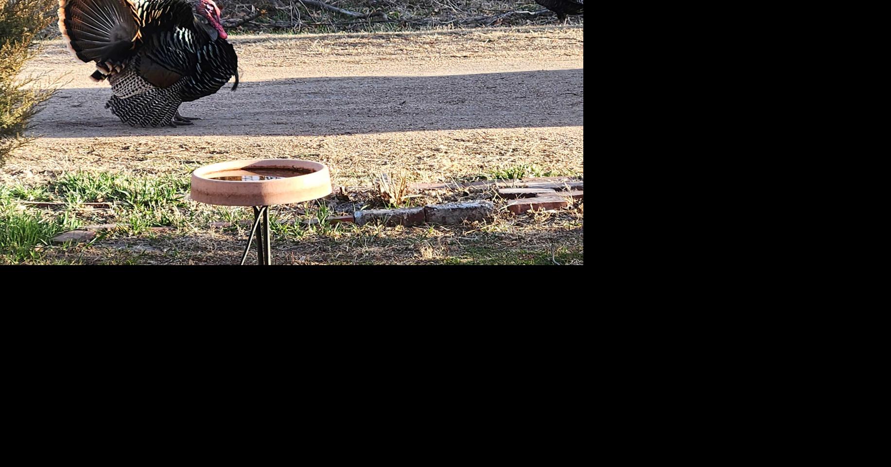 Spring, turkeys & NPA are here | News | custercountychief.com