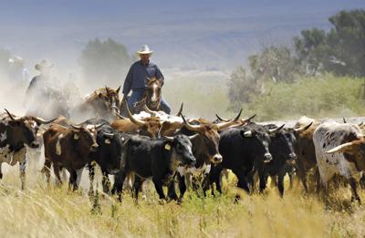 Gunfights and cattle rustlers | News | custercountychief.com