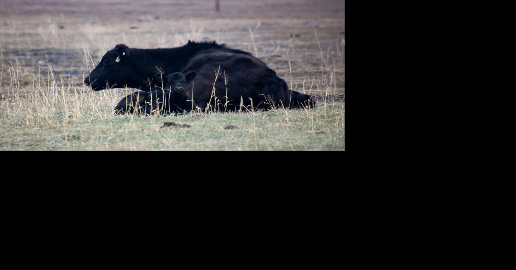 $50,000 donated to support Nebraska beef cattle producers | News ...