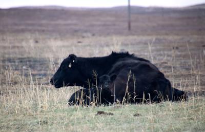 $50,000 donated to support Nebraska beef cattle producers | News ...