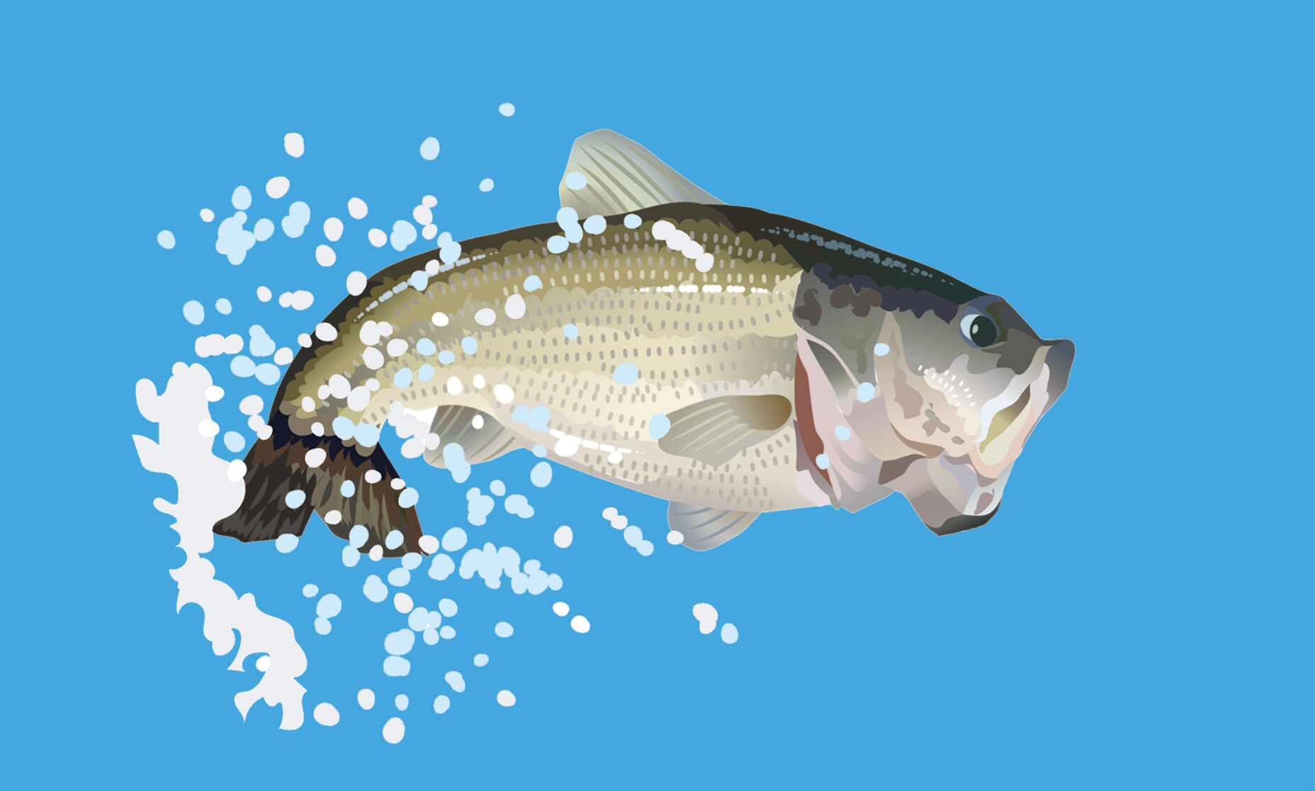 Nebraska Fish Art Contest open for entries | News | custercountychief.com