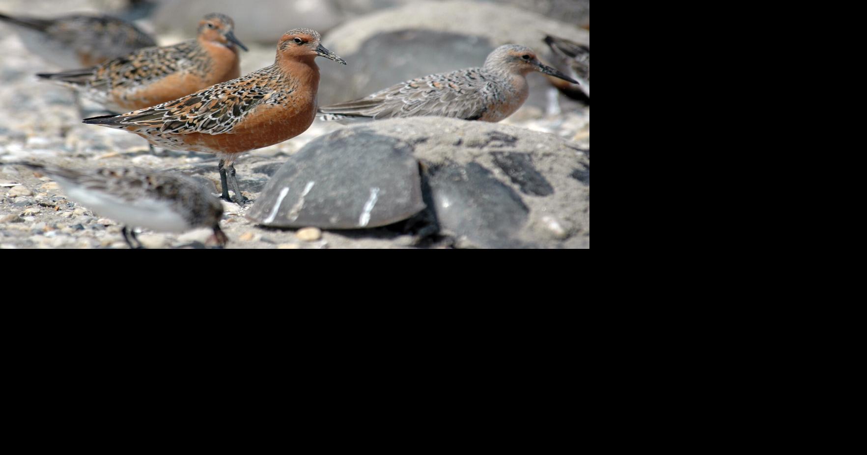 Rufa Red Knot comment period reopened | Sports | dailyadvance.com