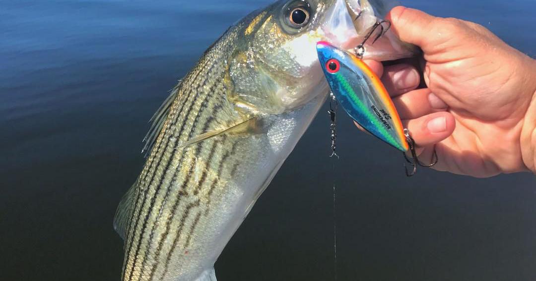 Striped bass size limits change Jan. 1 | Sports | dailyadvance.com