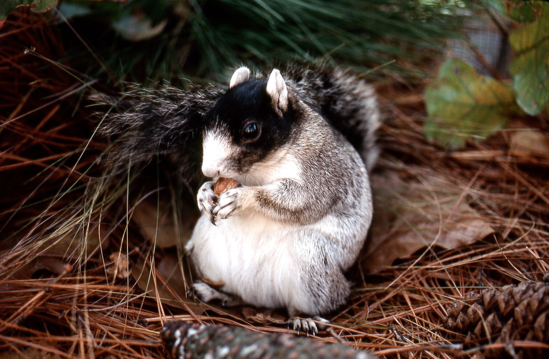 WRC: Fox squirrels sighted in Currituck, 3 other counties | Local News | dailyadvance.com