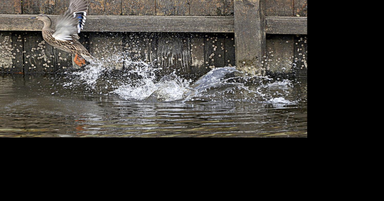 Hunters: Flyovers scatter ducks | Local News | dailyadvance.com