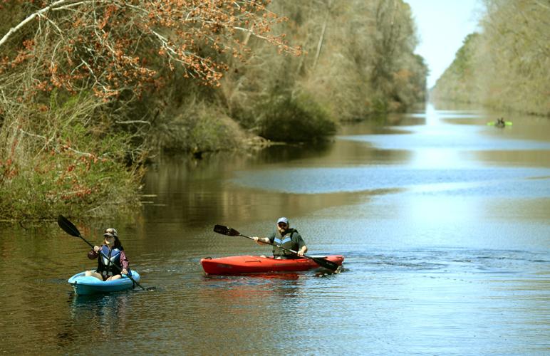 Nice day at Dismal Swamp State Park | Multimedia | dailyadvance.com