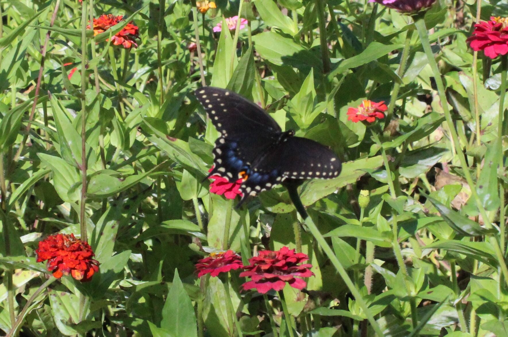 Citizen scientists help record Great Southeast Pollinator Census ...