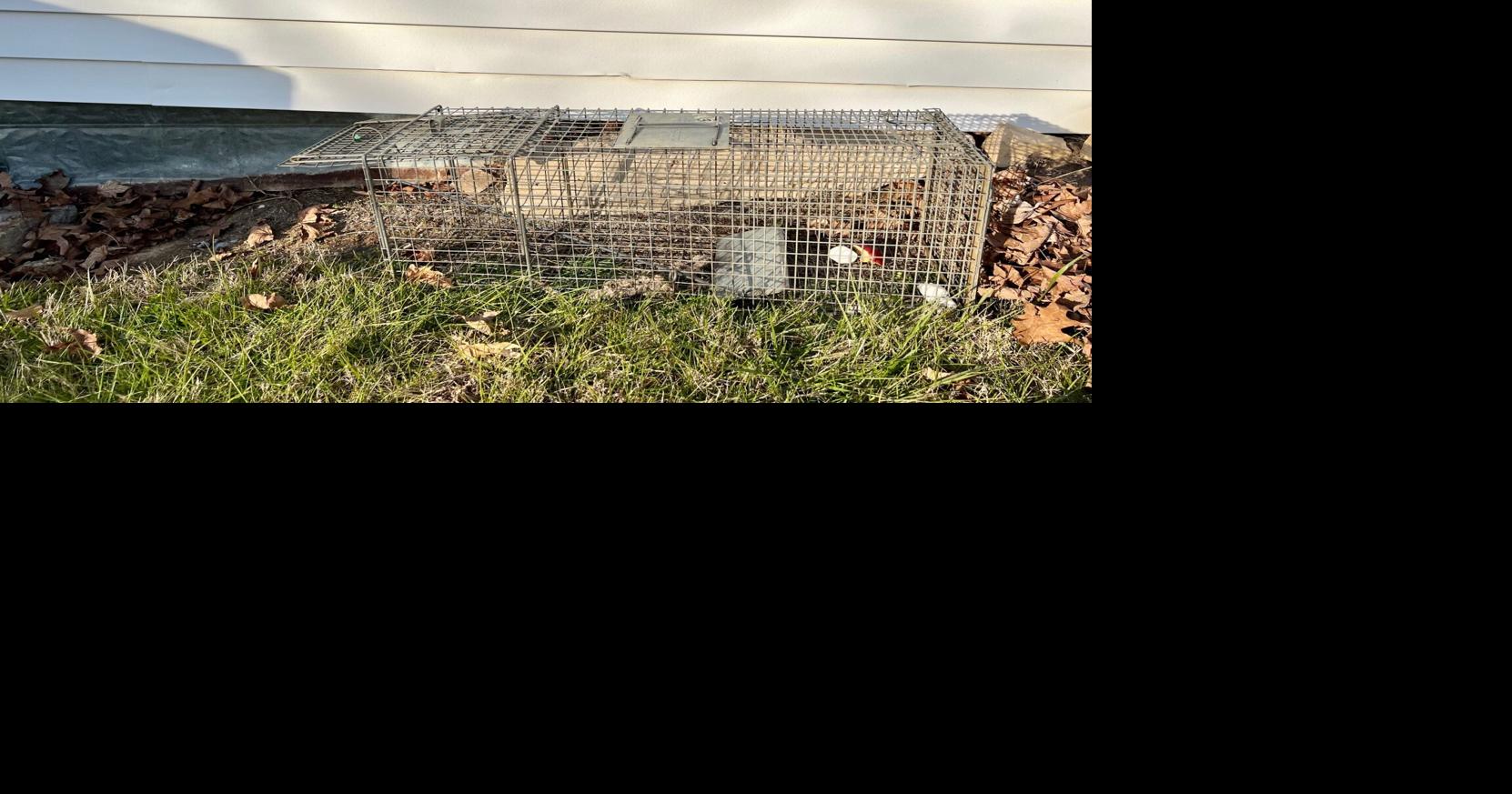 ‘Live skunk in the crawl space, stinkin’ to high heaven’... | Features ...