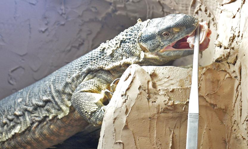 OBX Lizard Land | Multimedia | dailyadvance.com