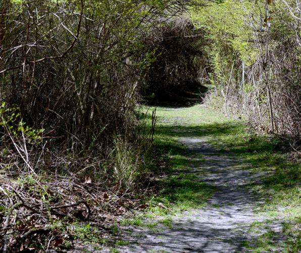 Nice day at Dismal Swamp State Park | Multimedia | dailyadvance.com
