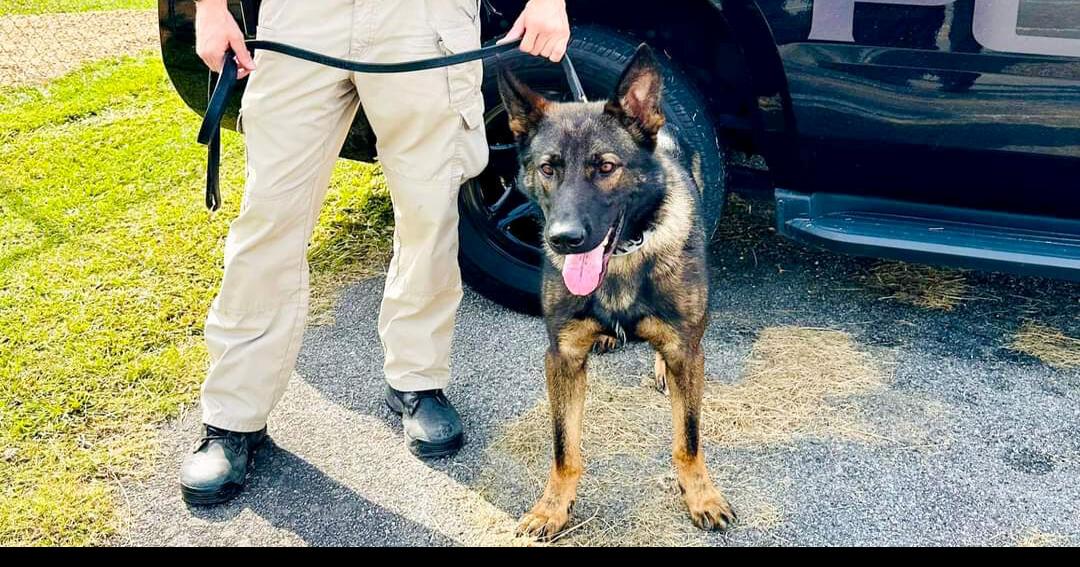 Slash aids BCSO arrest | Bertie Ledger-Advance | dailyadvance.com