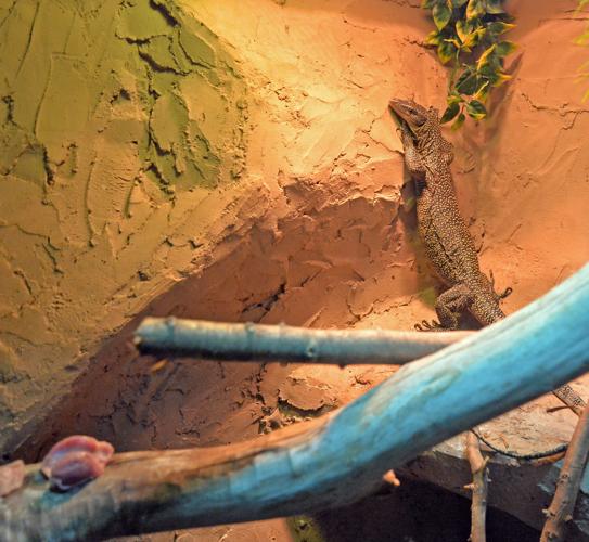 OBX Lizard Land | Multimedia | dailyadvance.com