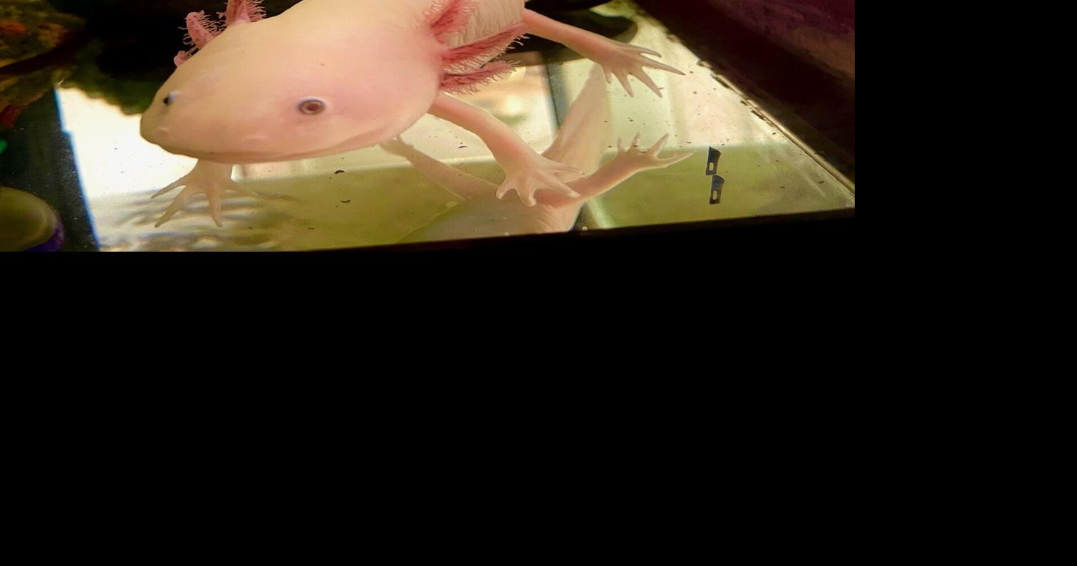 salamander promo code