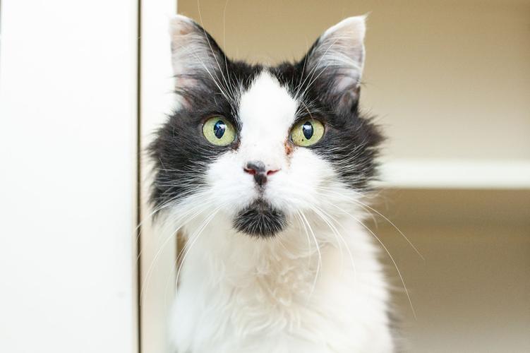 spca_pets | | dailyadvance.com