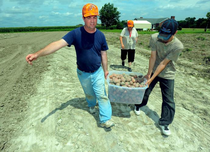 Tater Science: Volunteers dig spuds for research | Local News ...