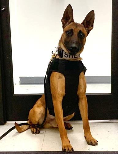Camden Sheriff's Office says goodbye to Falco, 5-year-old canine ...