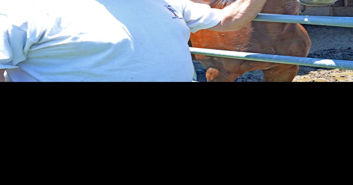 Bartlett fond of champion harness racing horse Forrest Skipper | Local ...