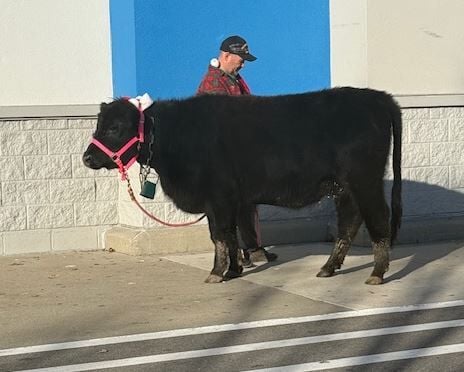 Report of cow at Walmart prompts law enforcement response | Local News ...