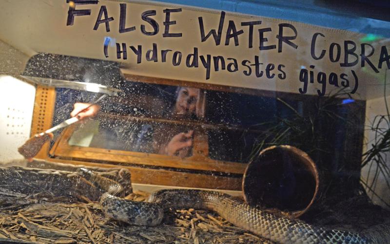 OBX Lizard Land | Multimedia | dailyadvance.com