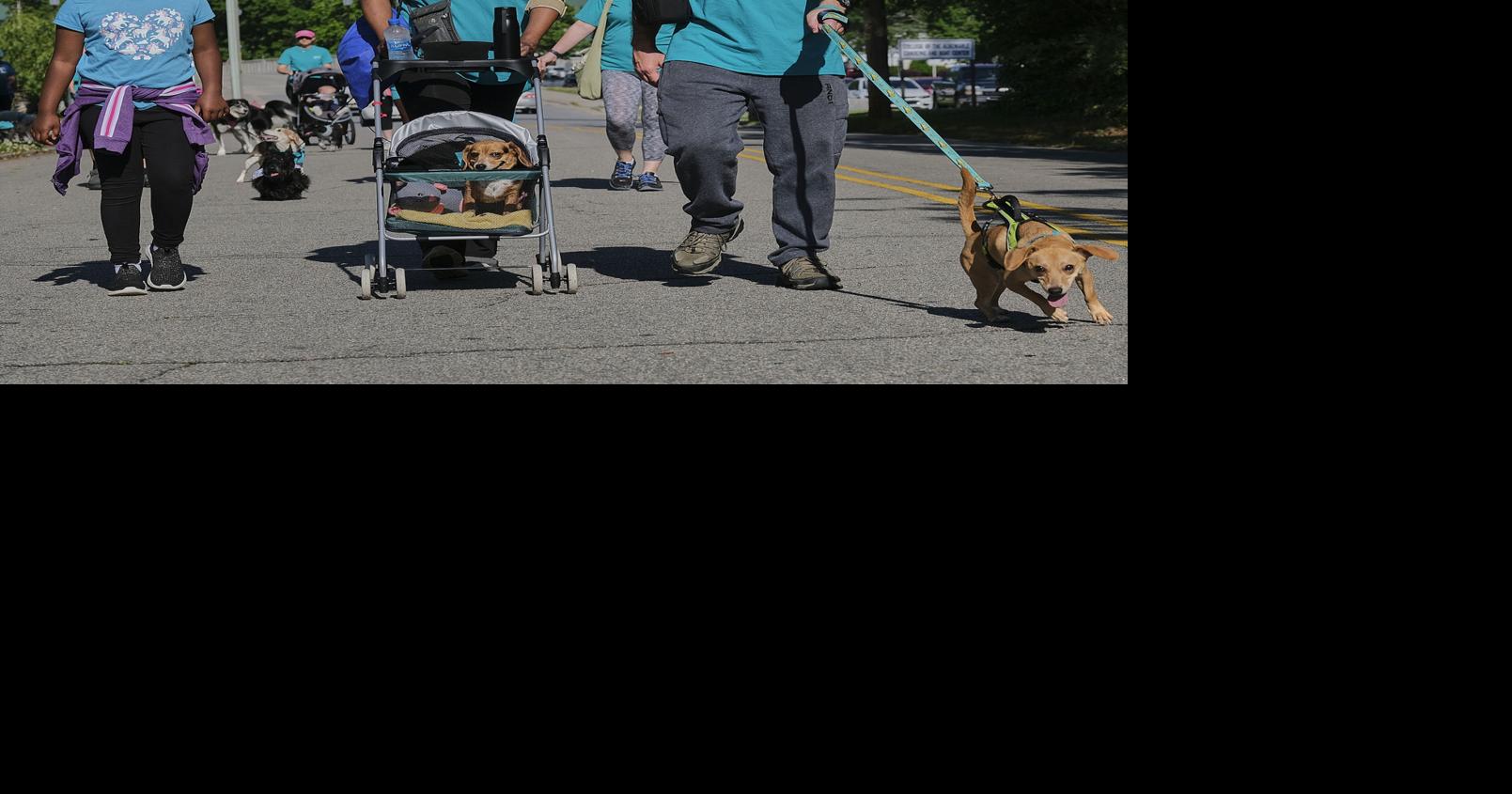 What's Up: Cause for Paws Charity Dog Walk is Saturday | Local News ...