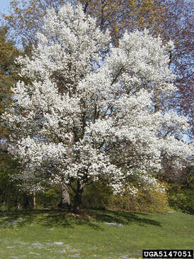 Bradford pear tree exchange coming to EC April 5 | Local News ...