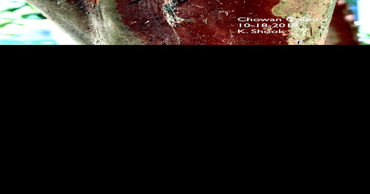 Crape Myrtle Bark Scale continues to affect local trees... | | dailyadvance.com