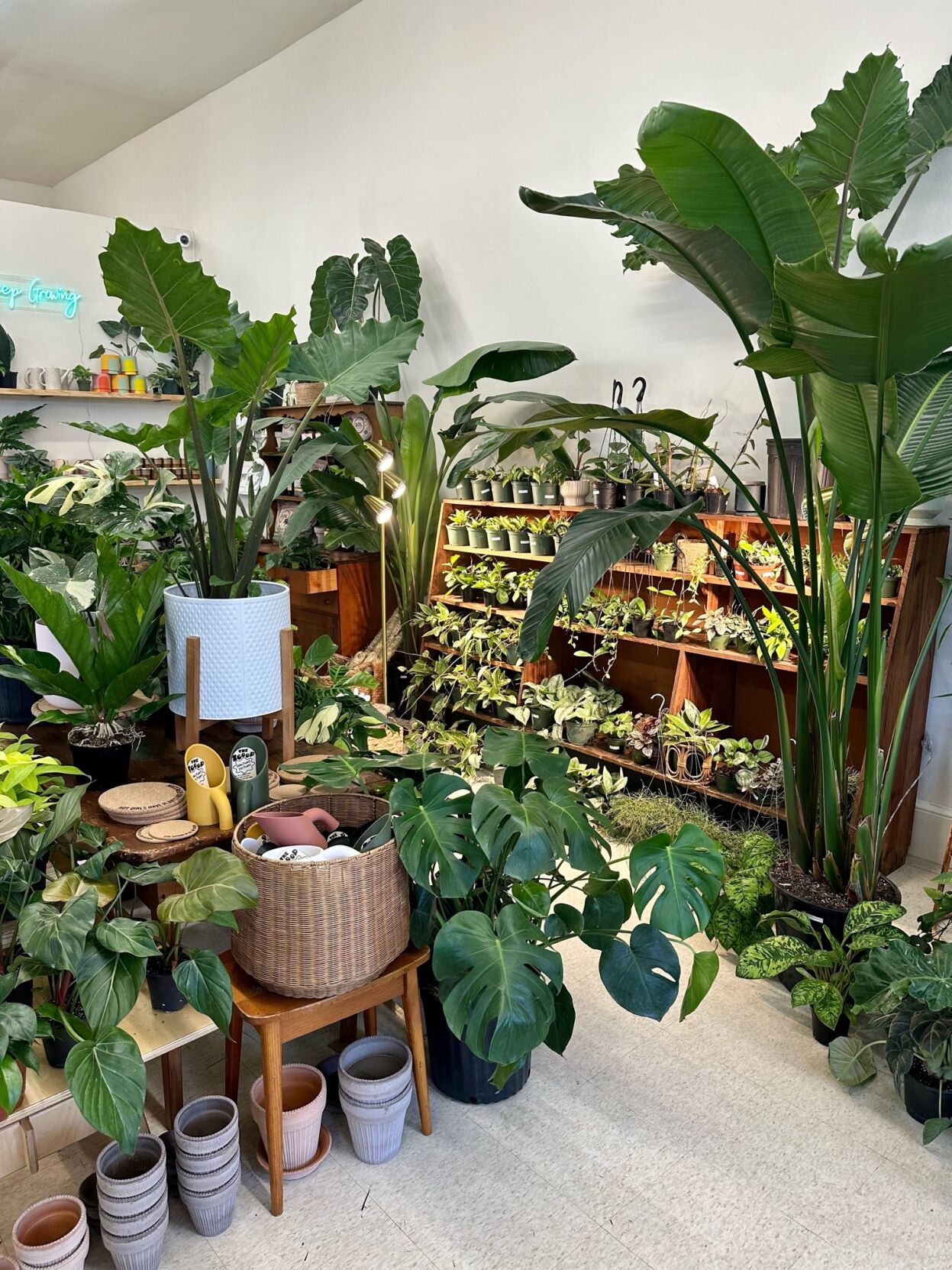 What's Up: Chamber of Commerce to hold ribbon cutting for Roots Plant ...