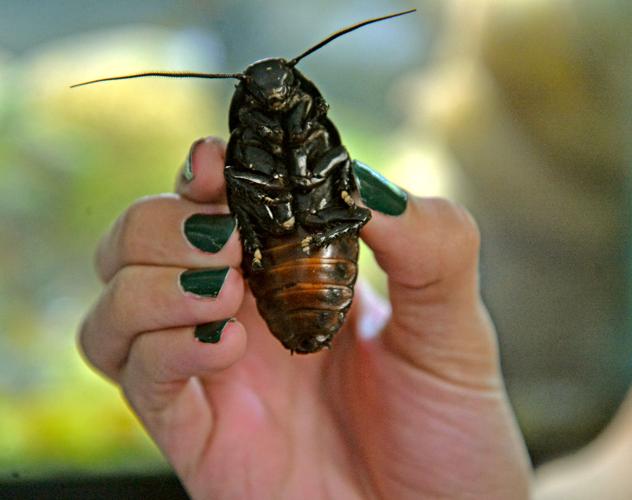 OBX Lizard Land | Multimedia | dailyadvance.com