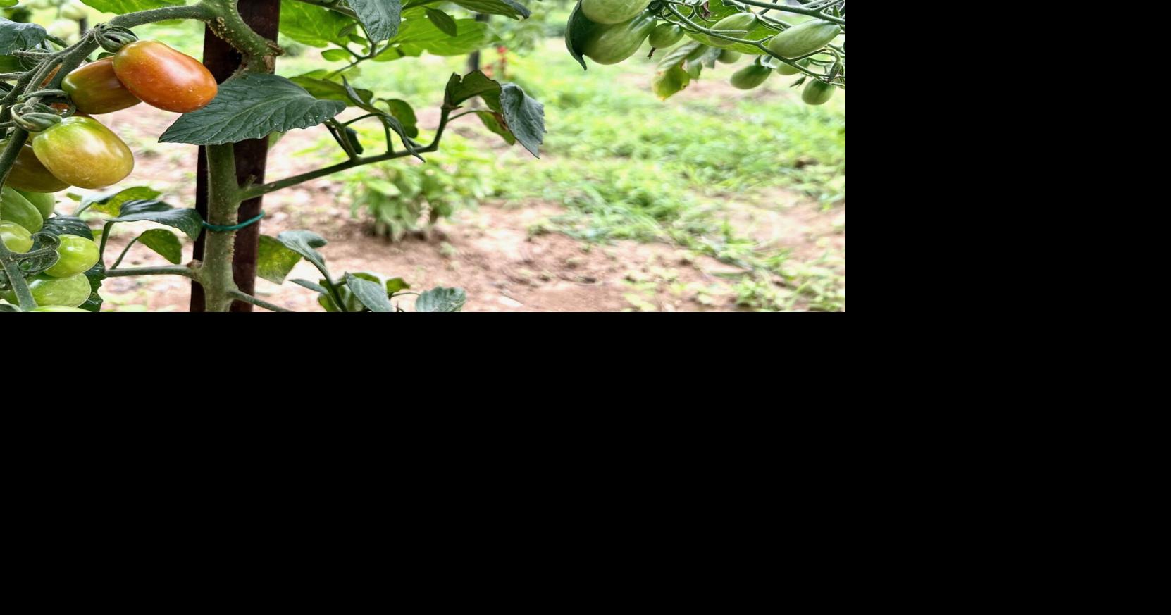 We should all agree about ‘true love and homegrown tomatoes' | Features ...