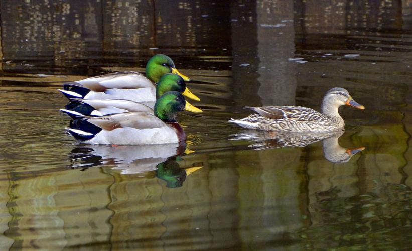 Hunters: Flyovers scatter ducks | Local News | dailyadvance.com