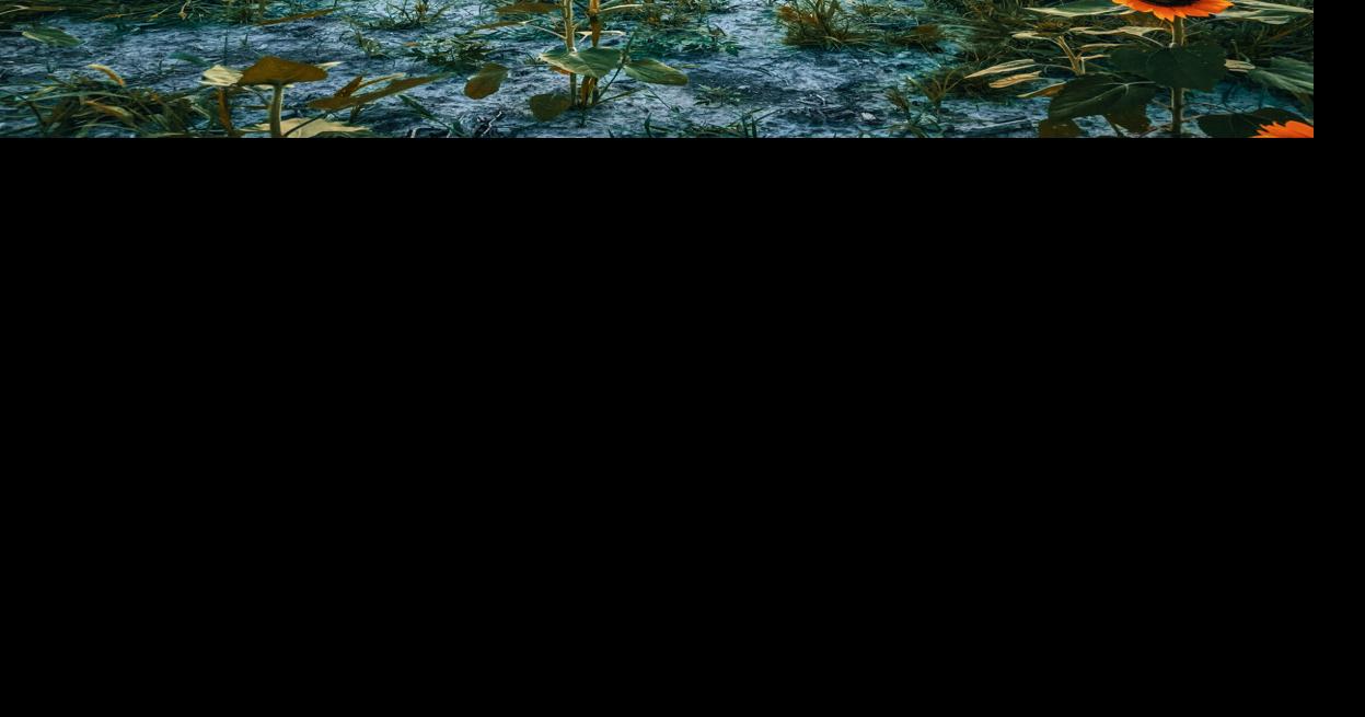 TDA announces #CaptureCamdenNC Photo Contest winners | Local News ...