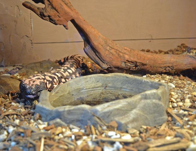 OBX Lizard Land | Multimedia | dailyadvance.com