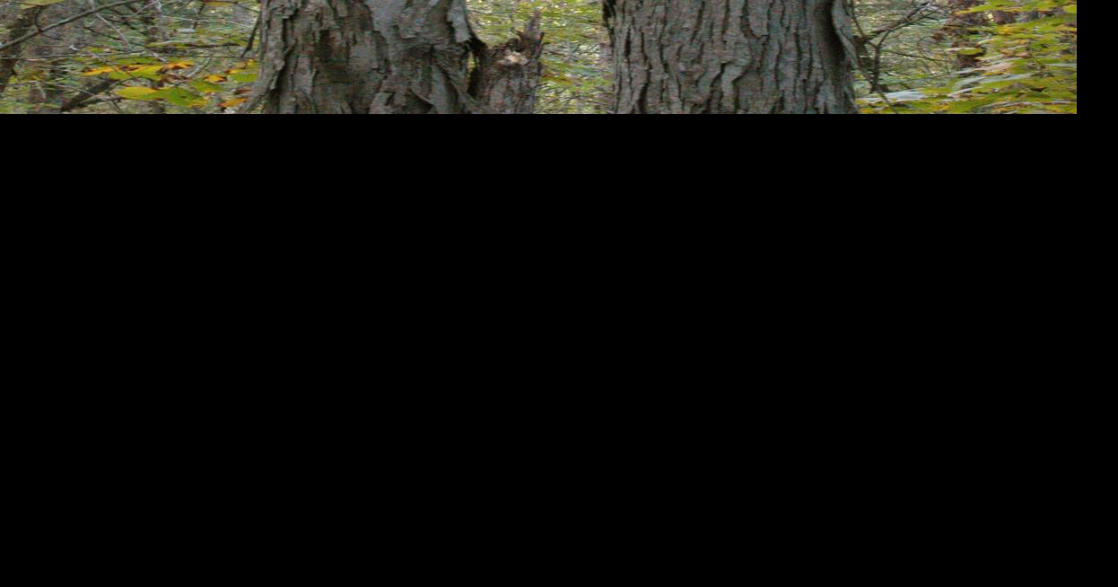 This tree grows on a variety of upland habitats | | dailyadvance.com