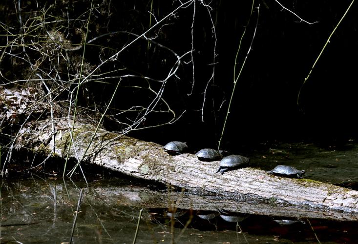 Nice day at Dismal Swamp State Park | Multimedia | dailyadvance.com