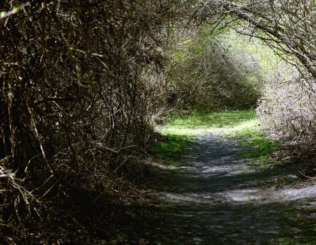 Nice day at Dismal Swamp State Park | Multimedia | dailyadvance.com