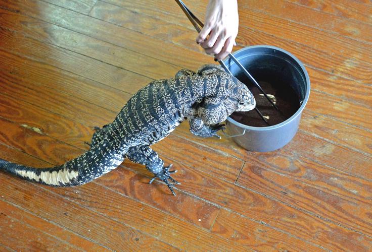 OBX Lizard Land | Multimedia | dailyadvance.com