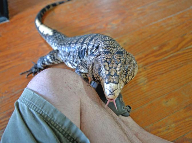 OBX Lizard Land | Multimedia | dailyadvance.com