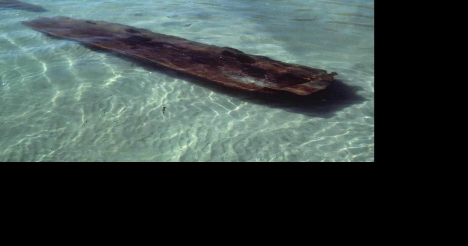 Four of 30 Native American dugout canoes being restored; rest reburied ...