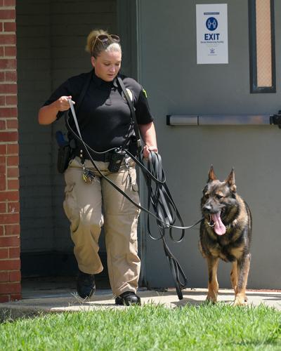 Thor's on the case: ECSU police train with new bomb dog | Local News ...