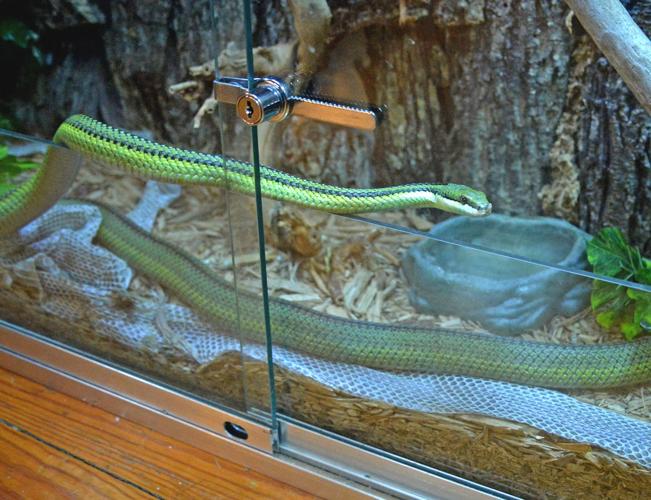 OBX Lizard Land | Multimedia | dailyadvance.com