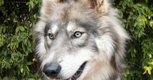Camden ordinance OKs exotic animals if owner has permit | Local News ...