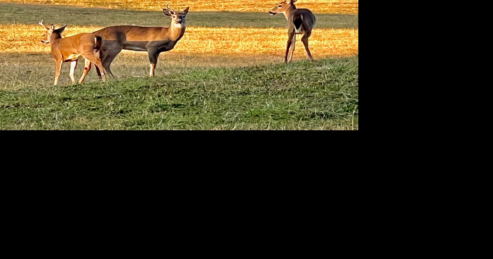 At least one deer in Tennessee has perfected a circus act | Features ...