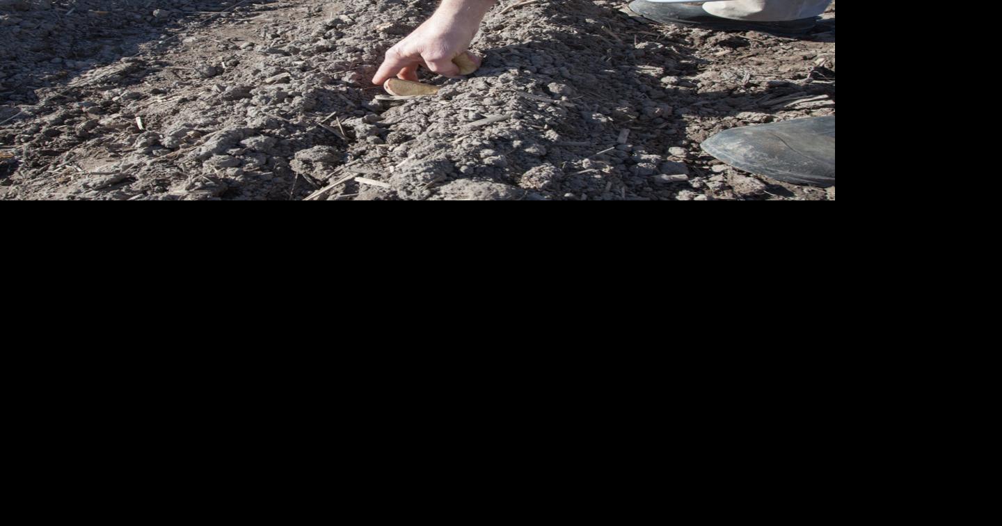 FEATURE PHOTO: Potato test plot | Local News | dailyadvance.com