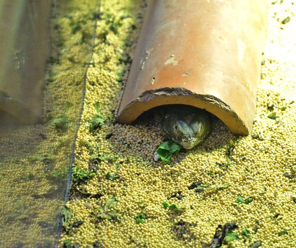 OBX Lizard Land | Multimedia | dailyadvance.com